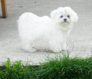 Bichon maltais adulte : les reproducteurs de l’élevage Oki Square ...