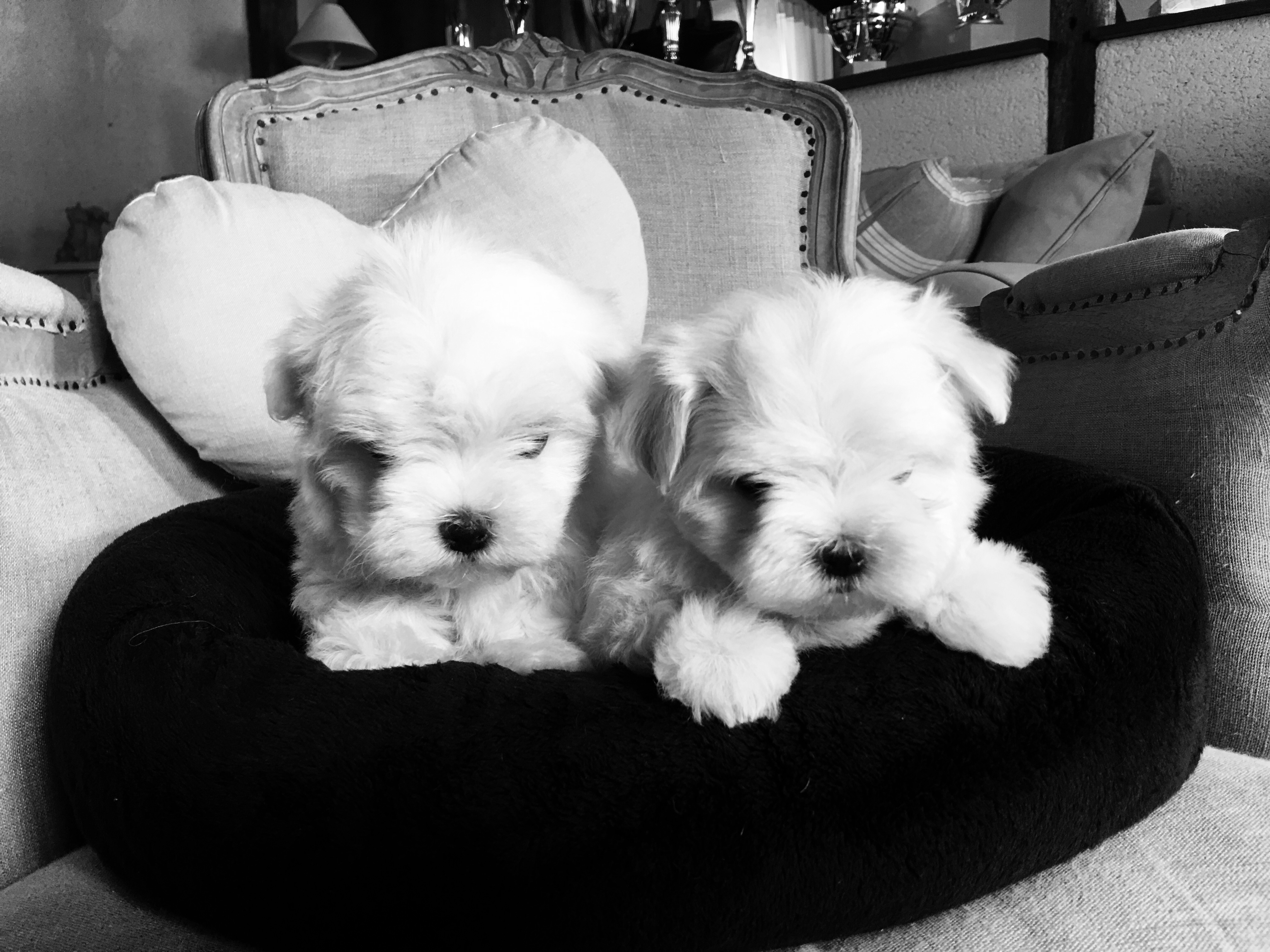 | Chiot Bichon Maltais | Chiots Bichon maltais à vendre : Oki Square Kennel