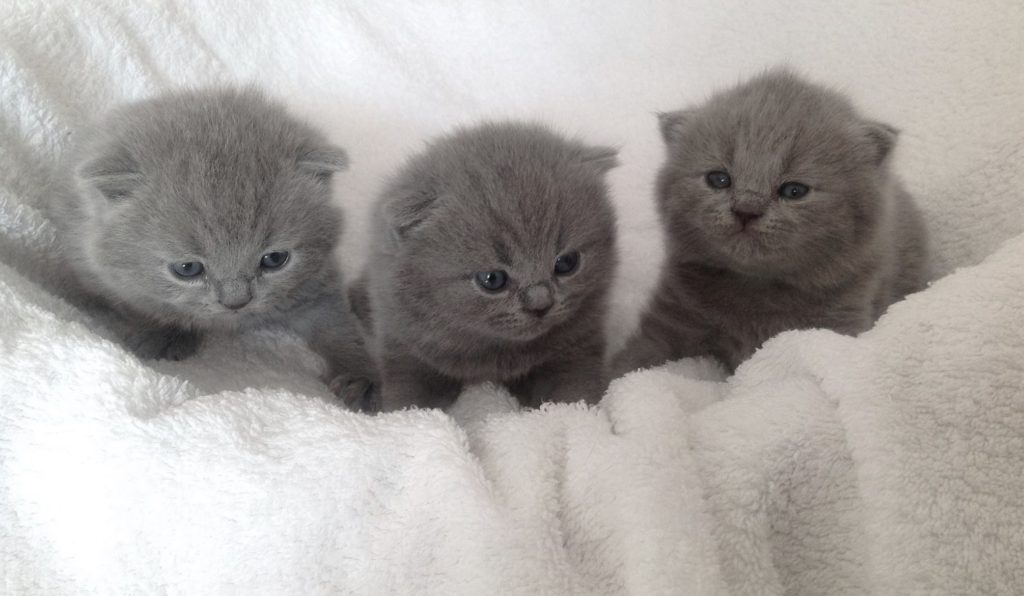 Chaton Chartreux ou British shorthair - Elevage Bichon Maltais - Moulin ...
