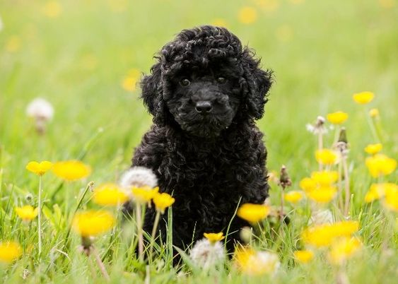 Chiot caniche toy, chiot caniche nain : accueillir un chiot caniche ...