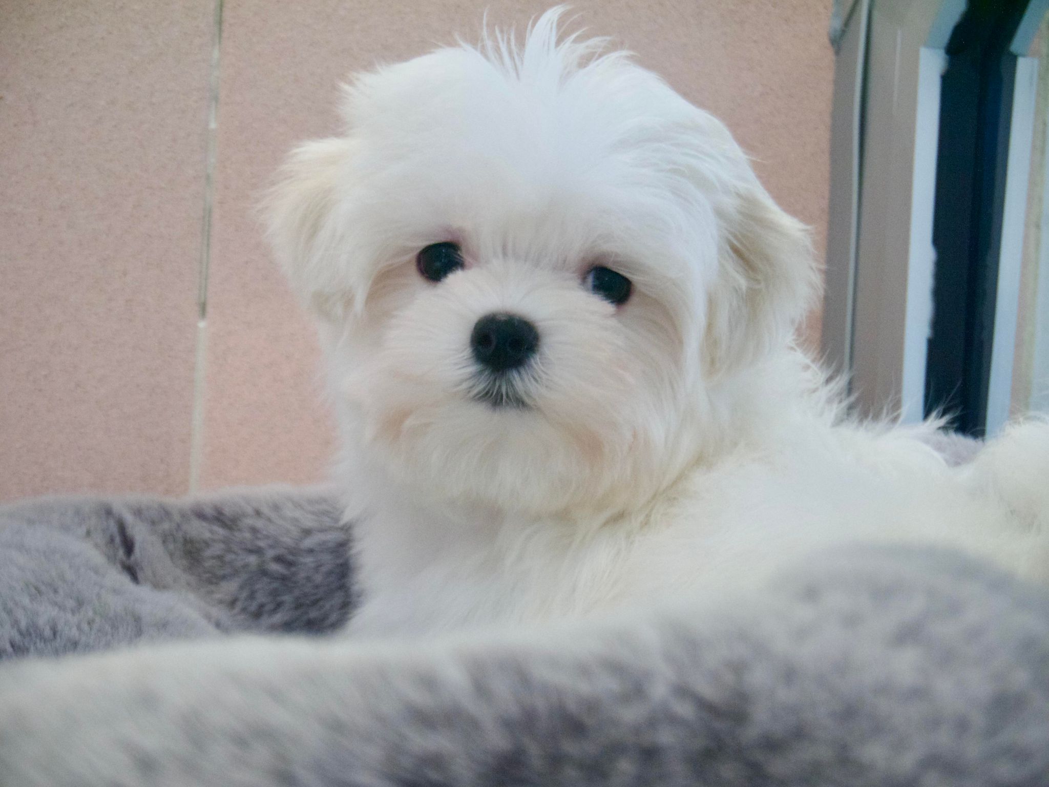 Chiots bichon maltais standard nain toy ou mini - Elevage Bichon ...