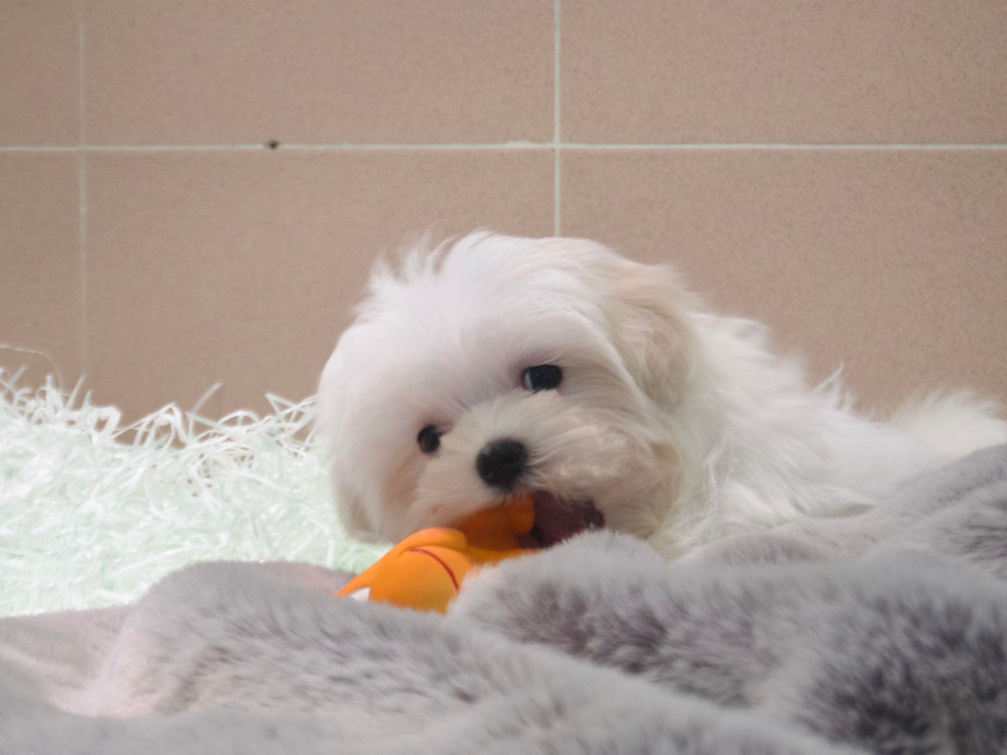 Chiots bichon maltais standard nain toy ou mini - Elevage Bichon ...