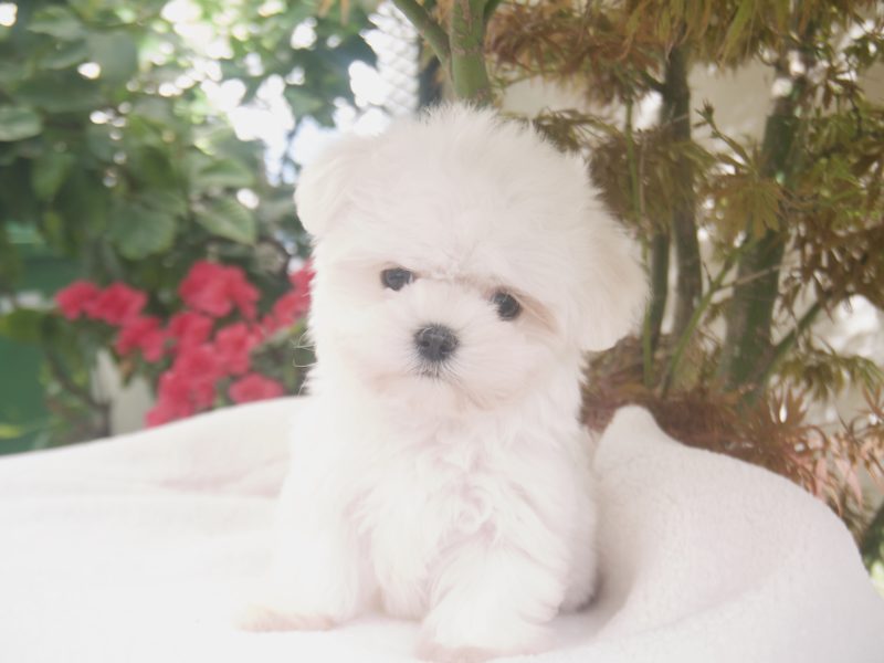 Chiots bichon maltais standard nain toy ou mini - Elevage Bichon ...