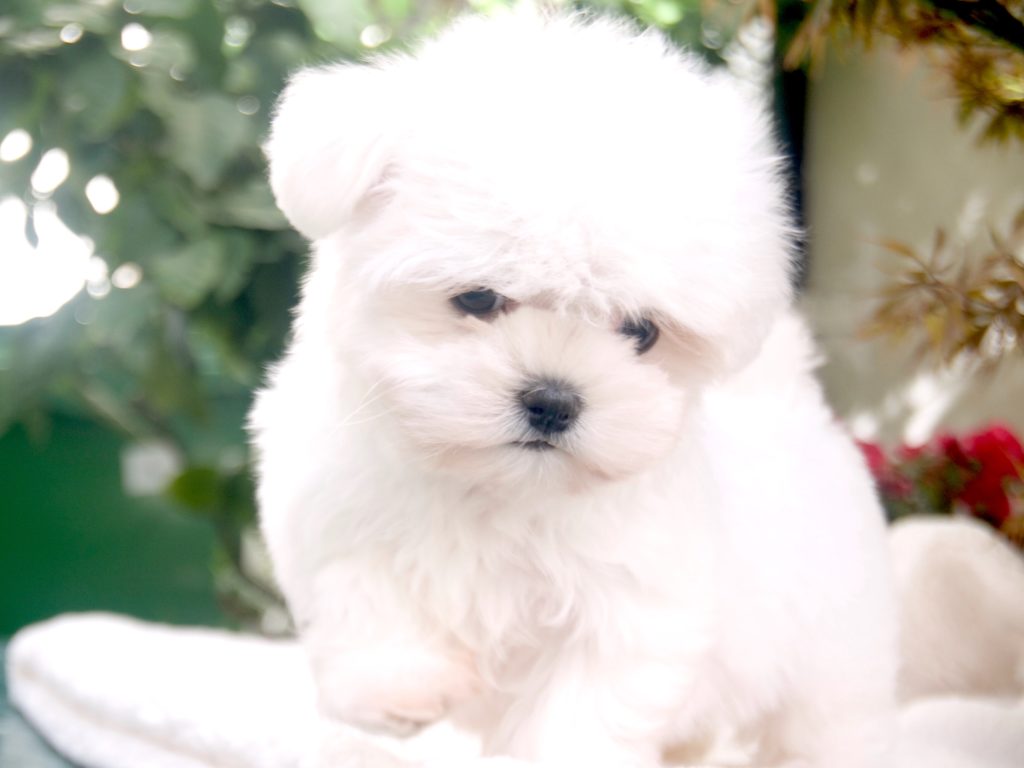 Chiots bichon maltais standard nain toy ou mini - Elevage Bichon ...