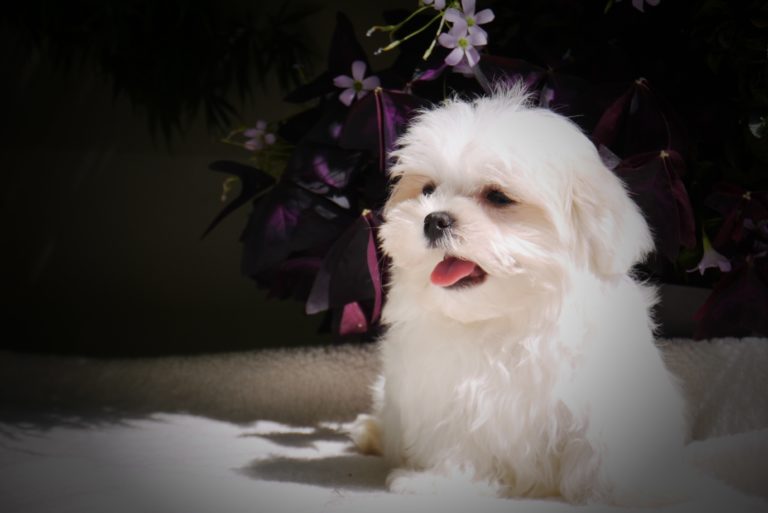 Chiots bichon maltais standard nain toy ou mini - Elevage Bichon ...