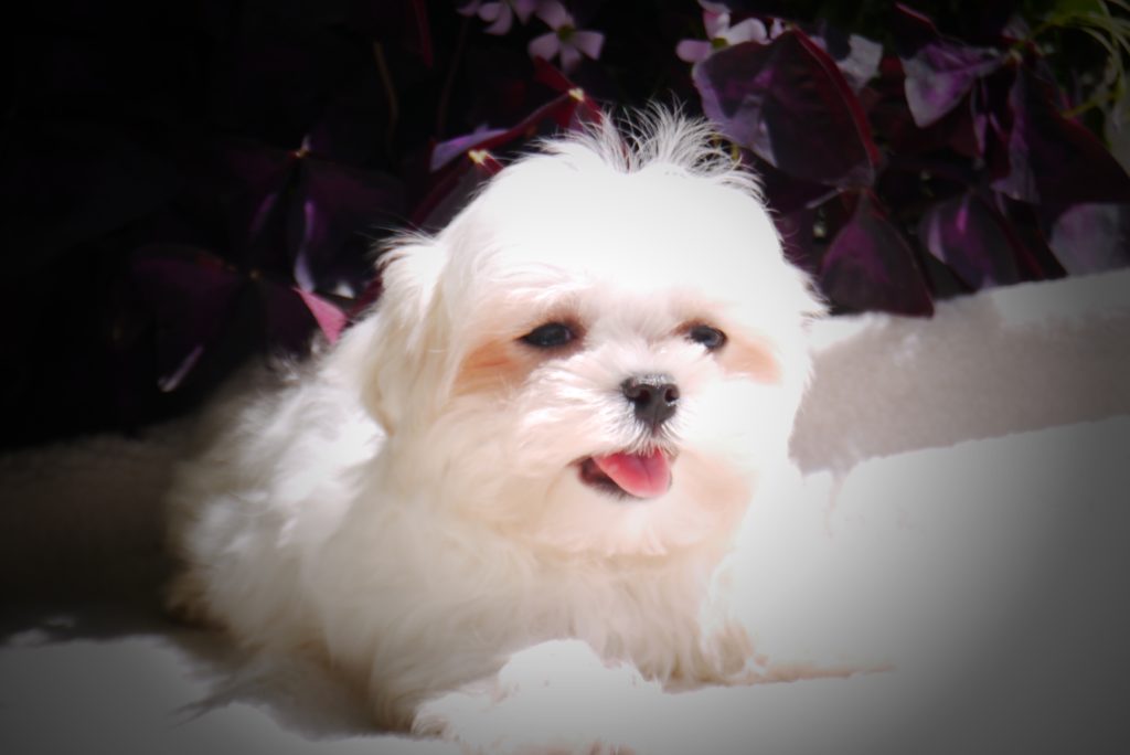 Chiots bichon maltais standard nain toy ou mini - Elevage Bichon ...