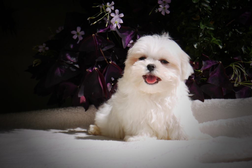 Chiots bichon maltais standard nain toy ou mini - Elevage Bichon ...