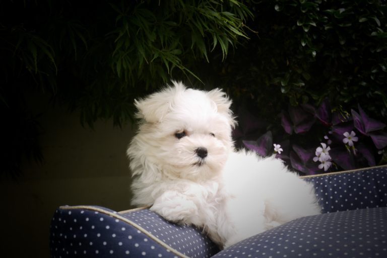 Chiots bichon maltais standard nain toy ou mini - Elevage Bichon ...