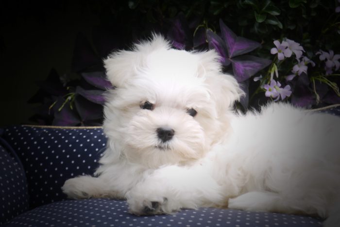 Chiots bichon maltais standard nain toy ou mini - Elevage Bichon ...