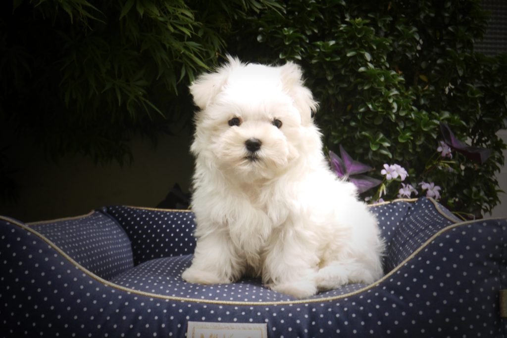 Chiots bichon maltais standard nain toy ou mini - Elevage Bichon ...