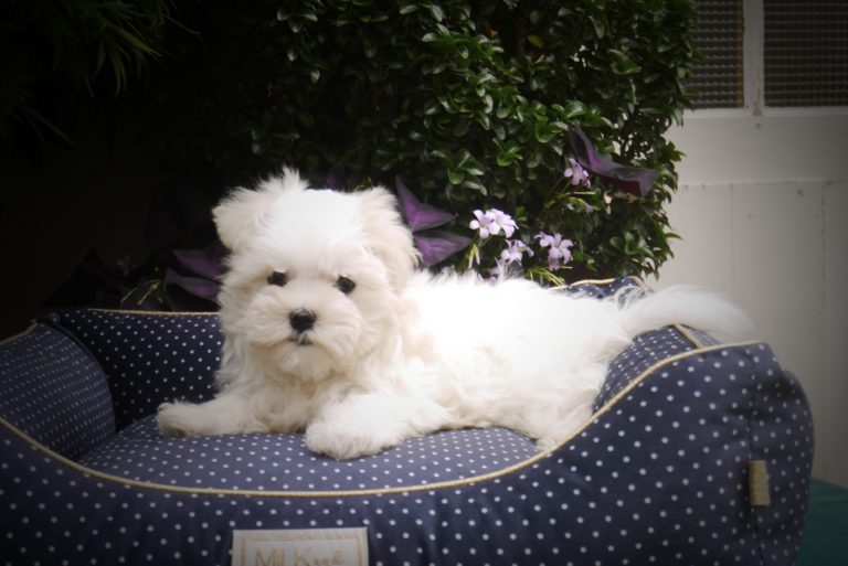 Chiots bichon maltais standard nain toy ou mini - Elevage Bichon ...