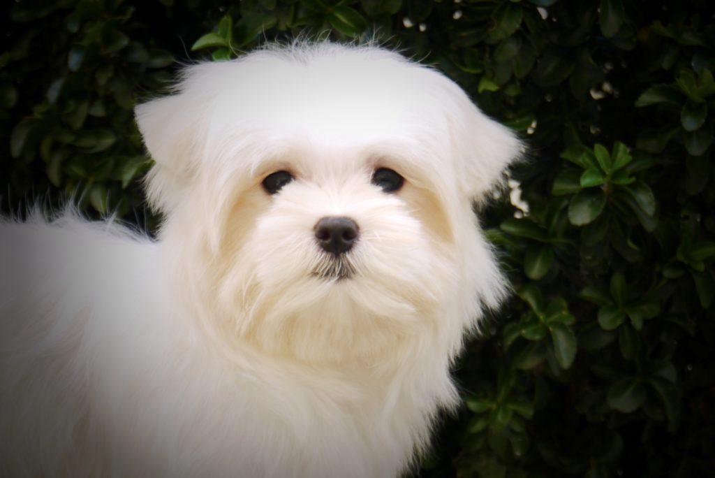 Chiots bichon maltais standard nain toy ou mini - Elevage Bichon ...