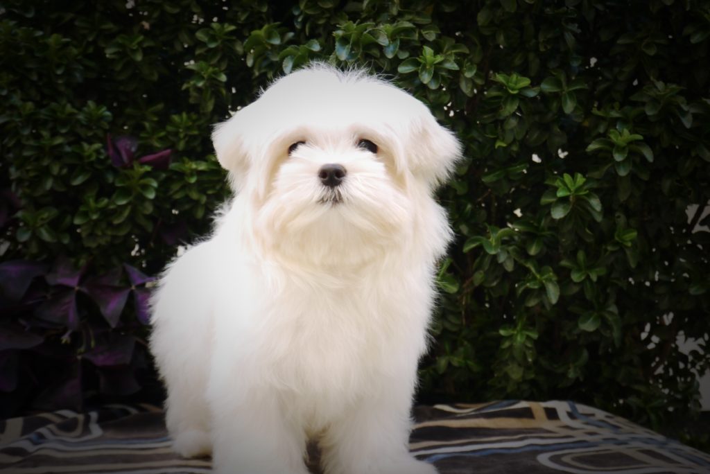 Chiots bichon maltais standard nain toy ou mini - Elevage Bichon ...