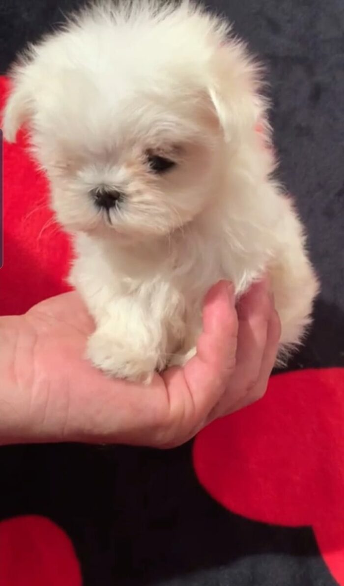 Chiots bichon maltais standard nain toy ou mini - Elevage Bichon ...