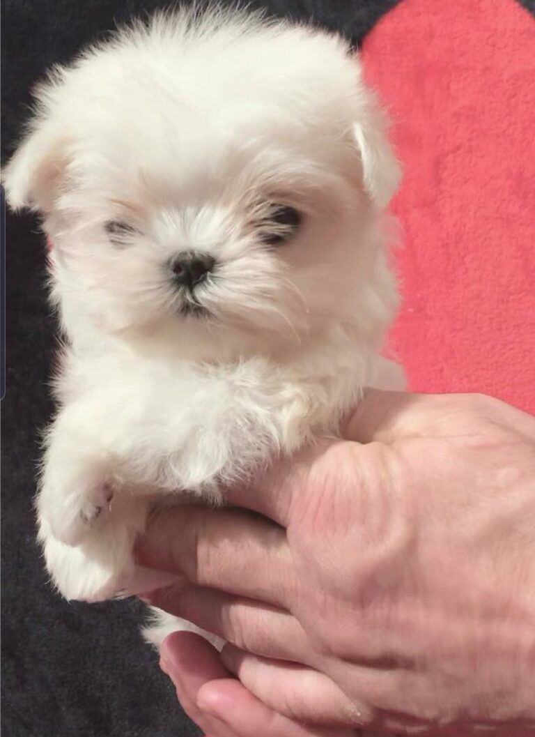 Chiots bichon maltais standard nain toy ou mini - Elevage Bichon ...