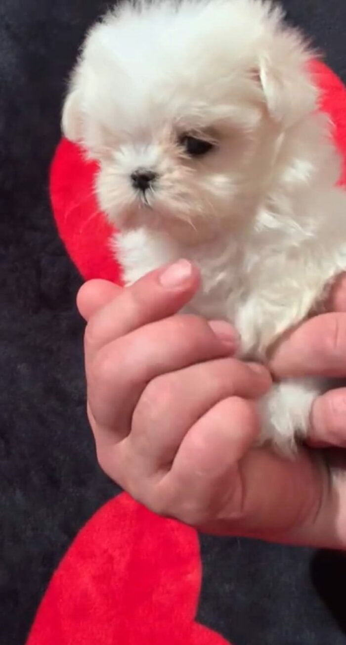 Chiots bichon maltais standard nain toy ou mini - Elevage Bichon ...