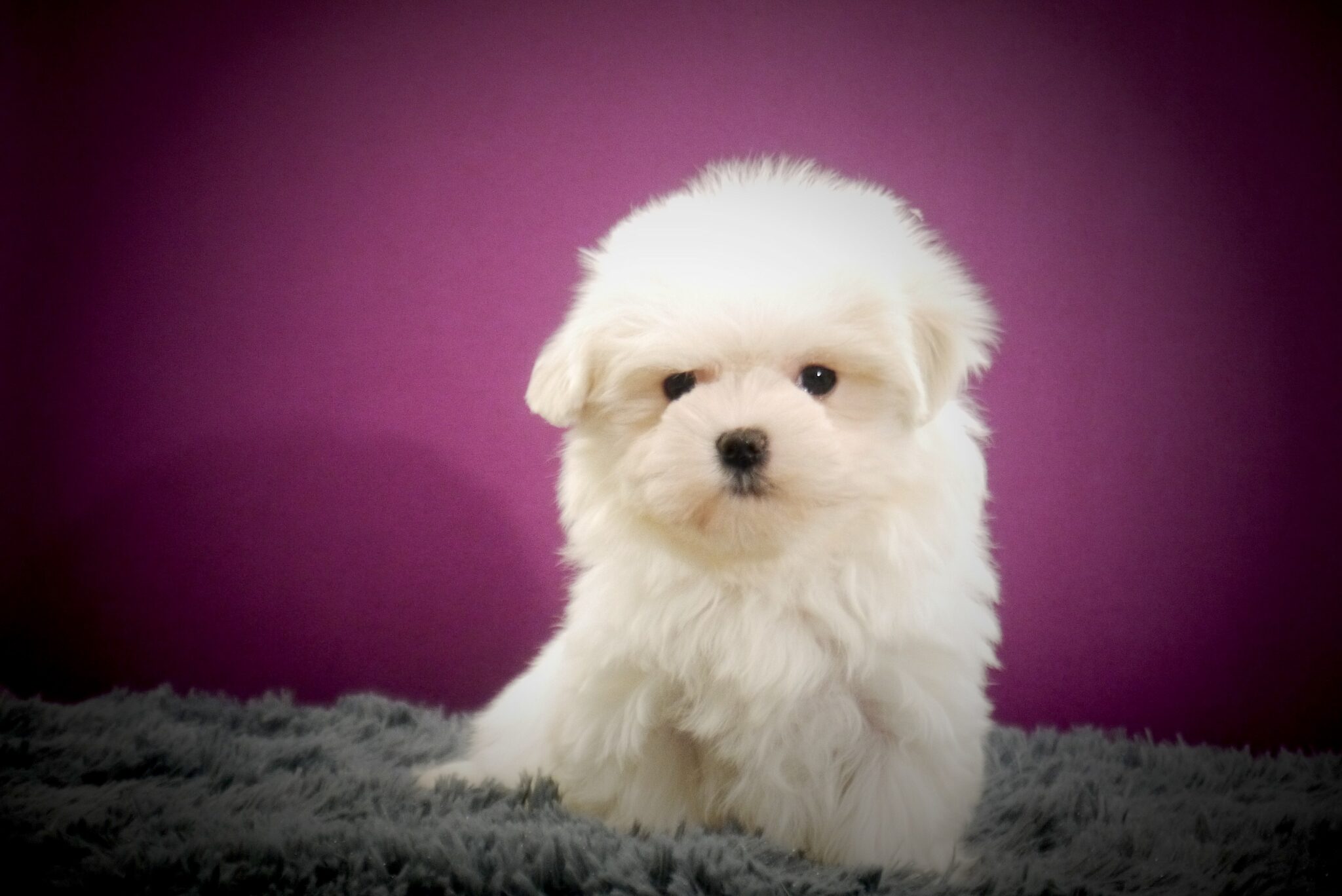 Chiots bichon maltais standard nain toy ou mini - Elevage Bichon ...