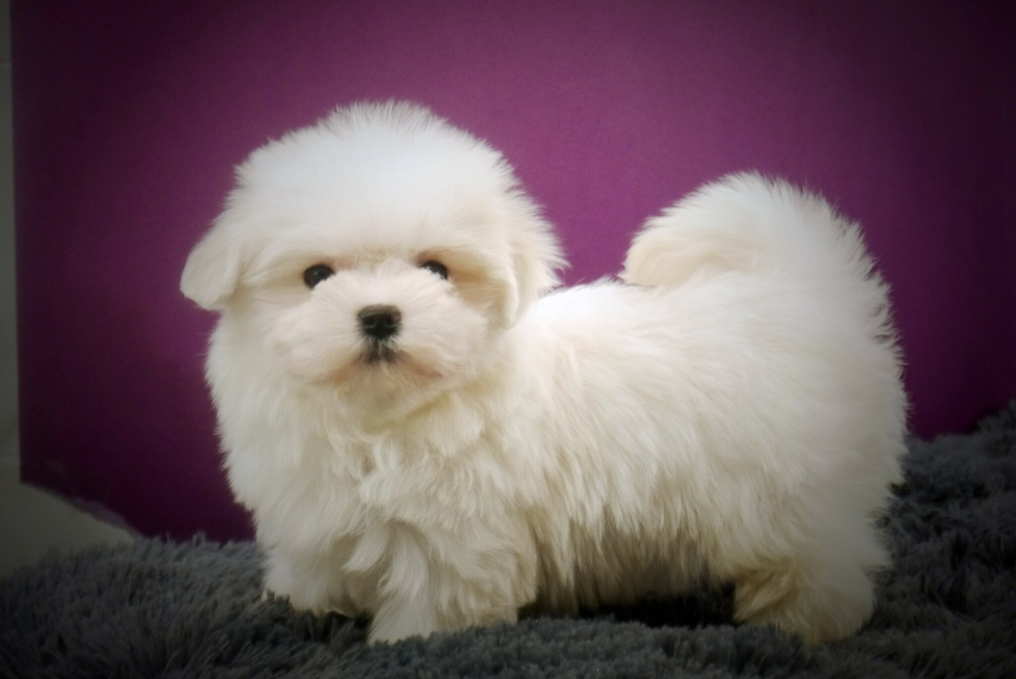Chiots bichon maltais standard nain toy ou mini - Elevage Bichon ...