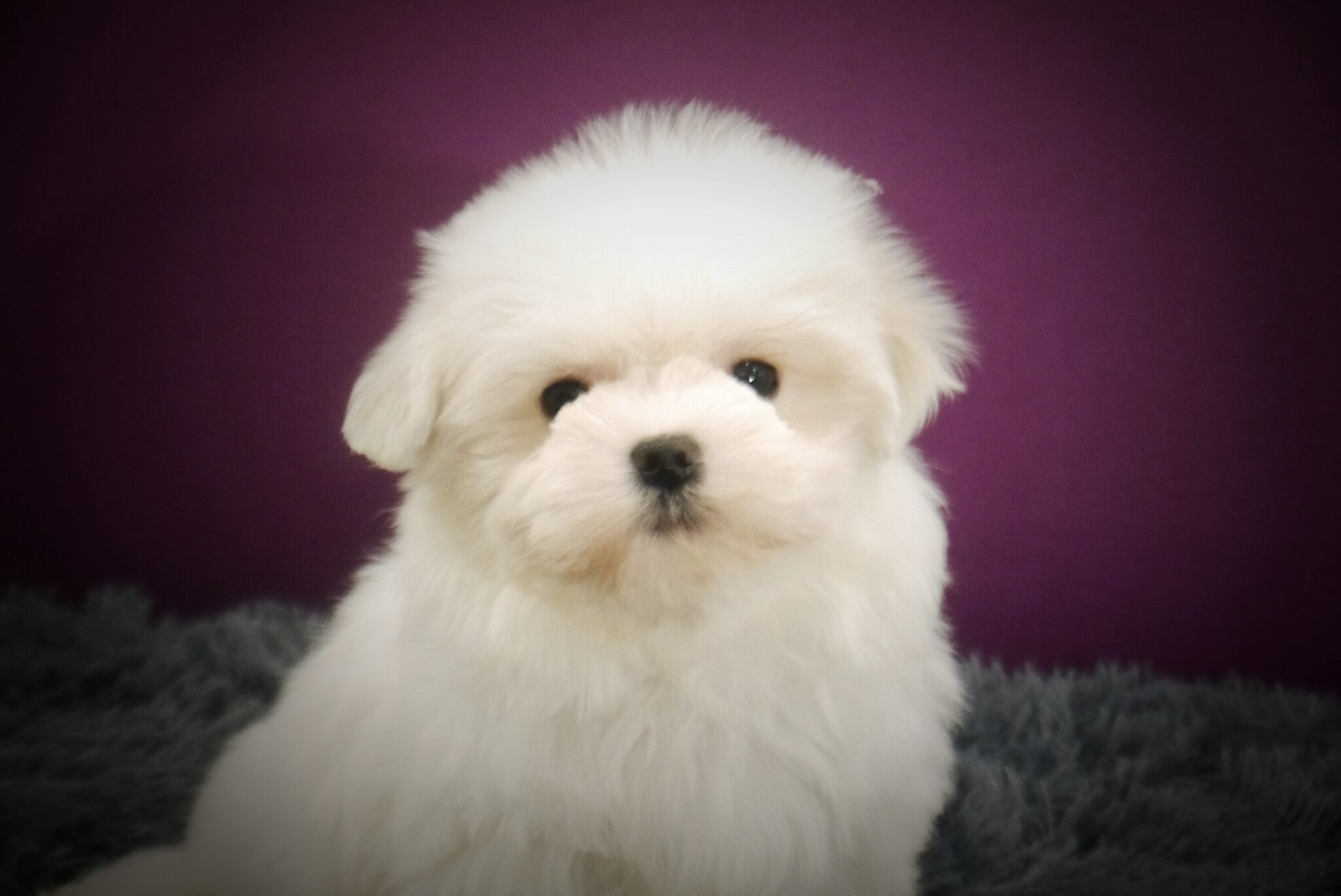 Chiots bichon maltais standard nain toy ou mini - Elevage Bichon ...