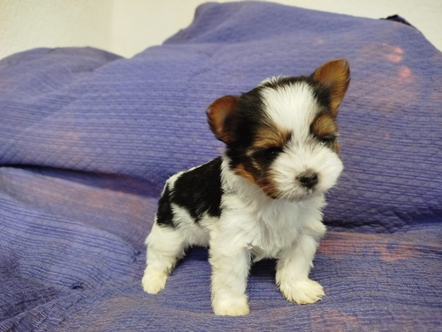 Chiots bichon maltais standard nain toy ou mini - Elevage Bichon ...