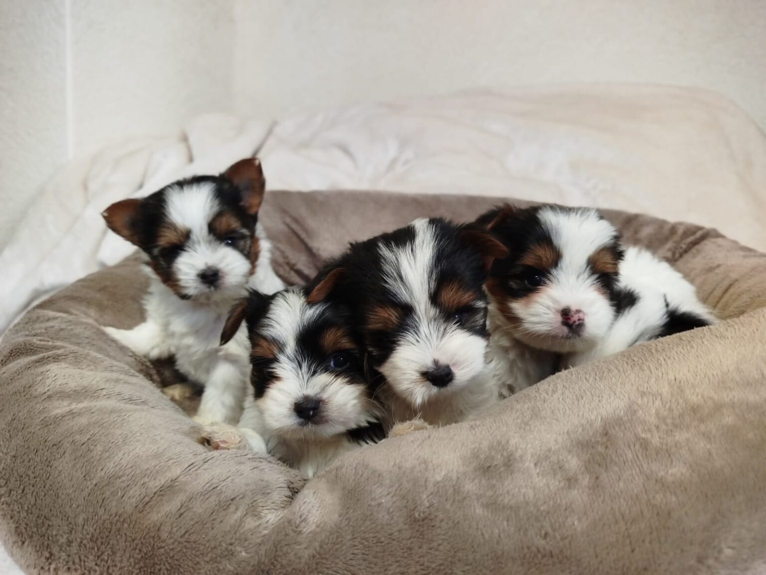 Chiots bichon maltais standard nain toy ou mini - Elevage Bichon ...