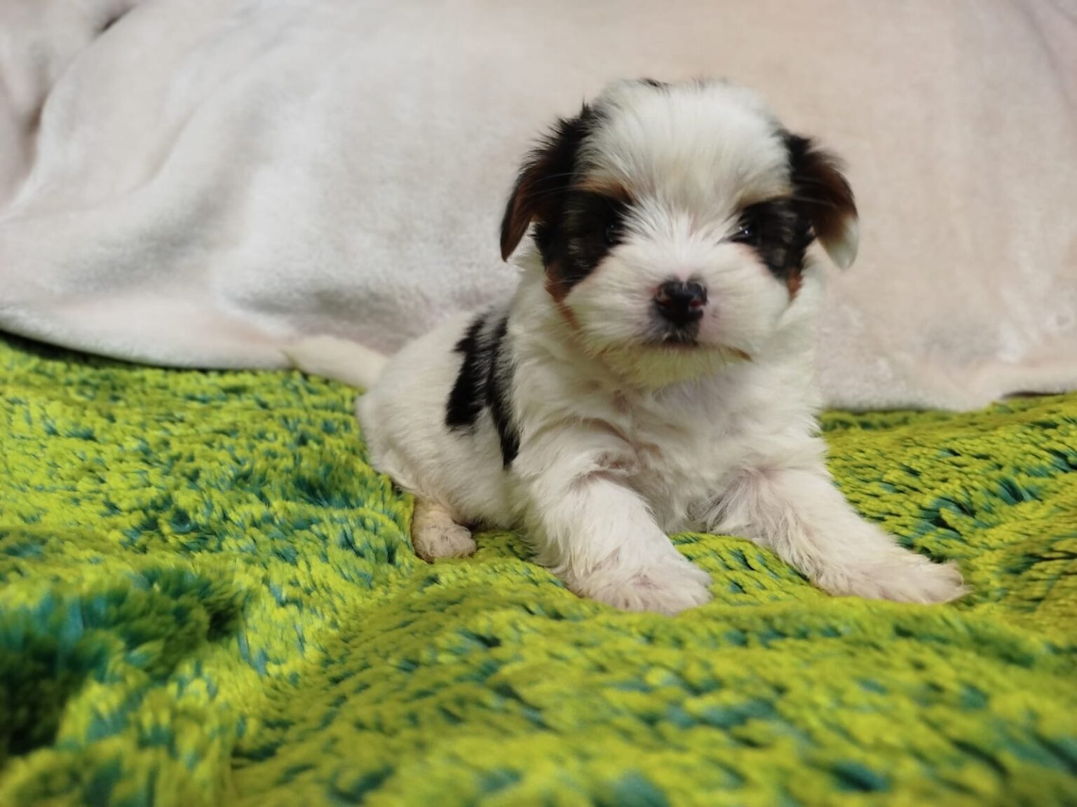 Chiots bichon maltais standard nain toy ou mini - Elevage Bichon ...